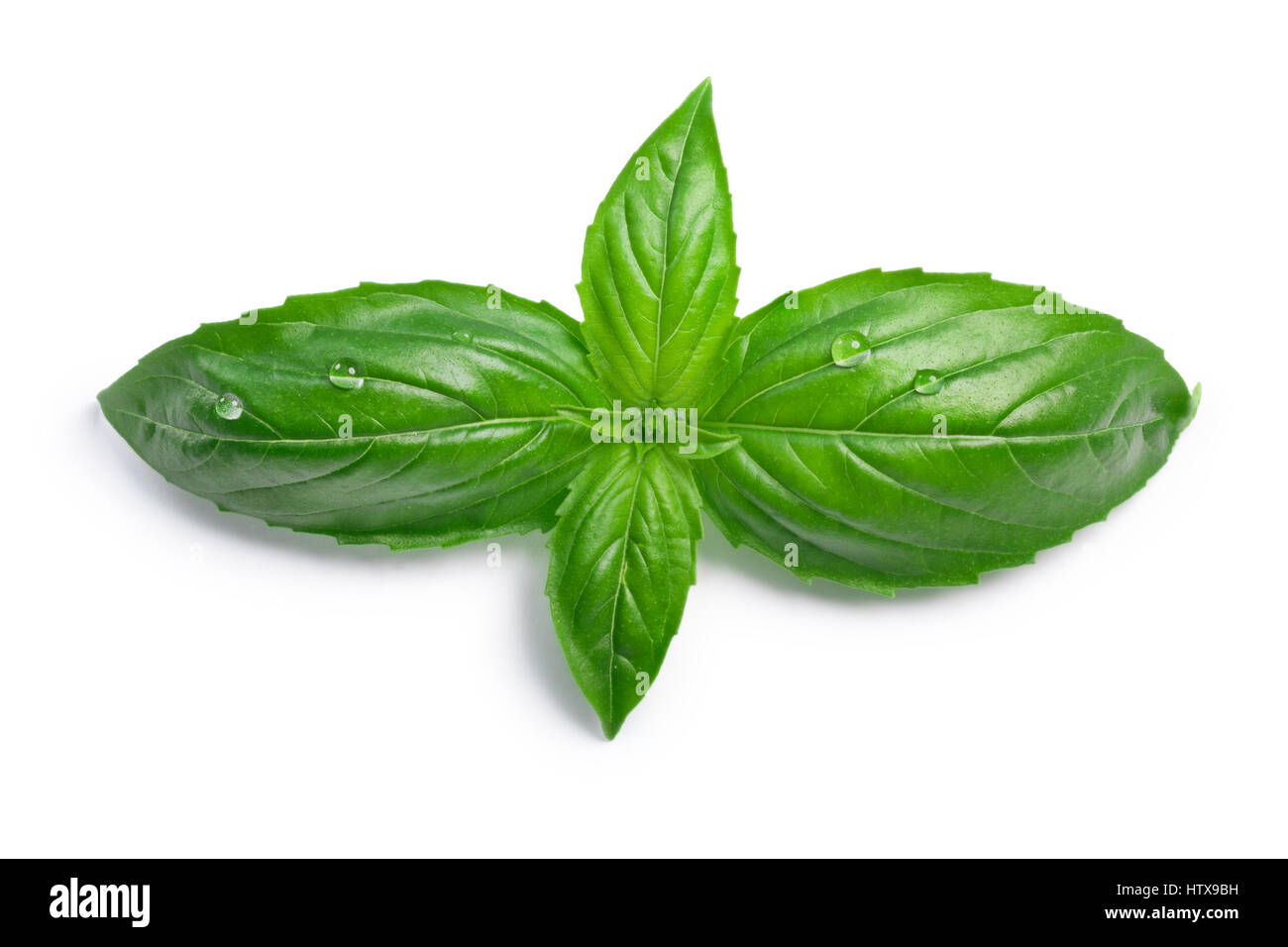 Genovese sweet basil (Ocimum basilicum) leaves. Top view, clipping ...