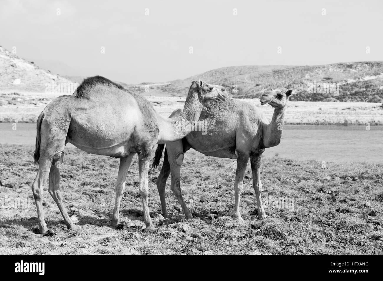 Oman camel beach Black and White Stock Photos & Images - Alamy