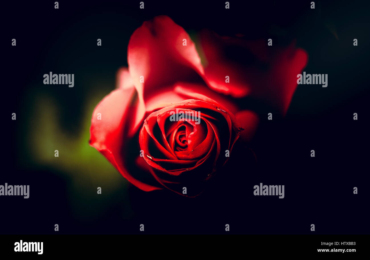 Rose flower highlight Stock Photo - Alamy