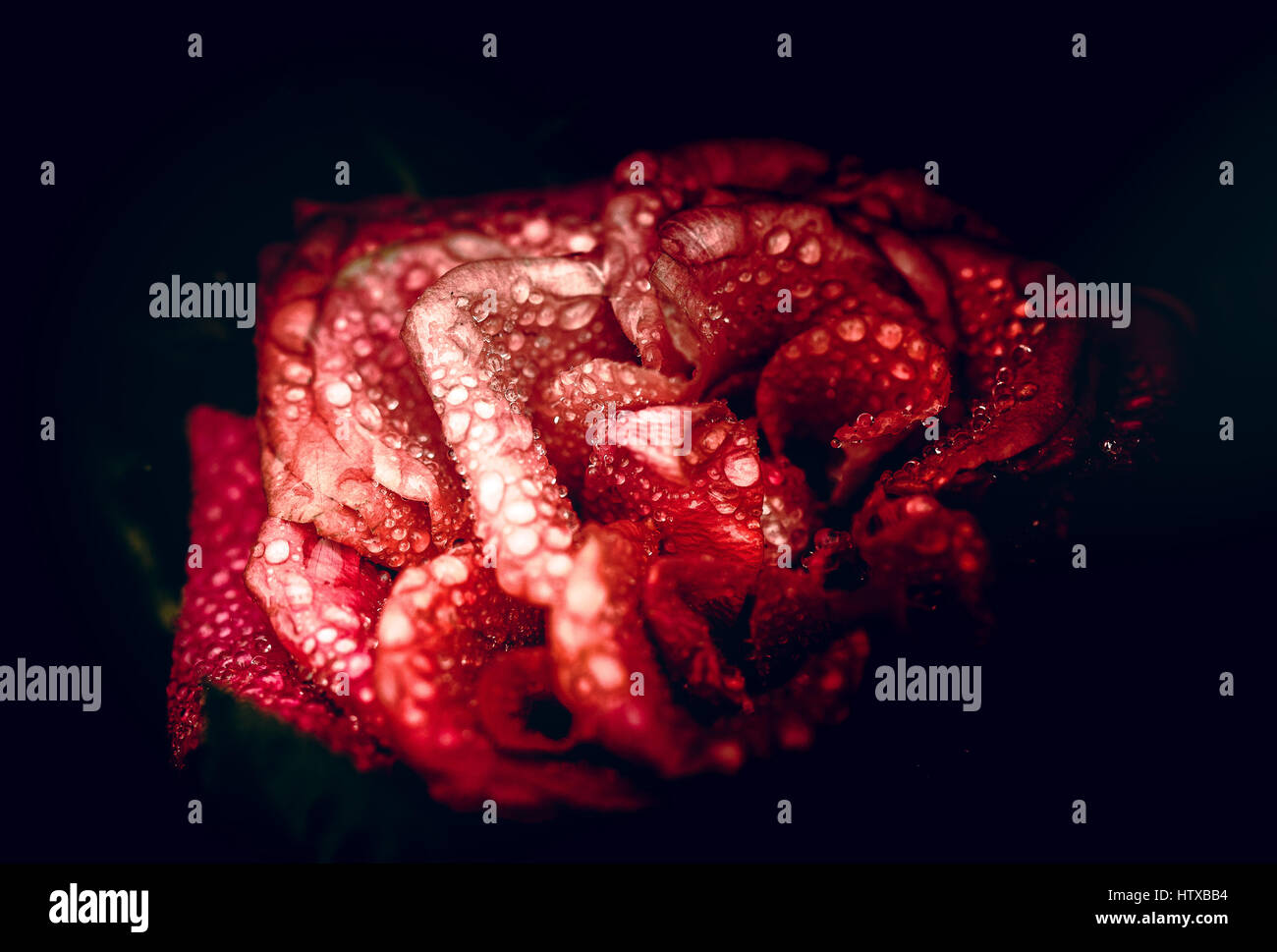 Rose flower highlight Stock Photo - Alamy