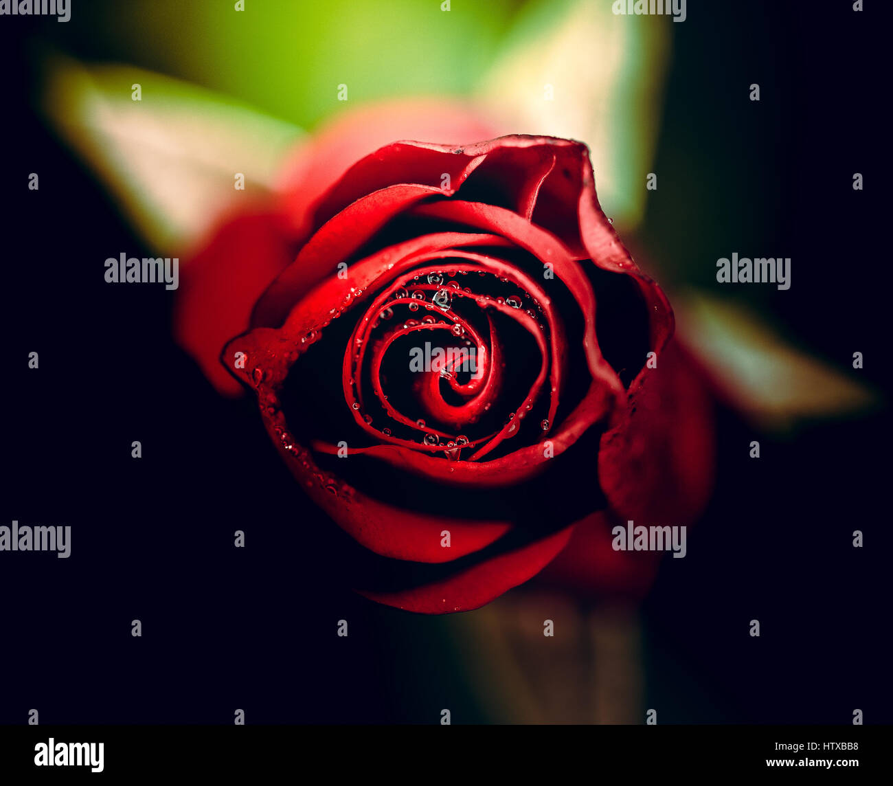 Rose flower highlight Stock Photo - Alamy