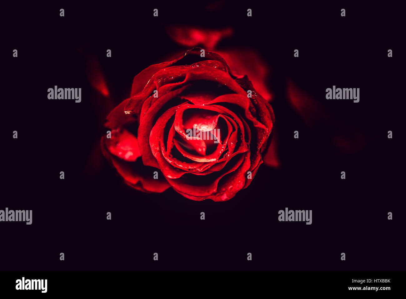 Rose flower highlight Stock Photo - Alamy