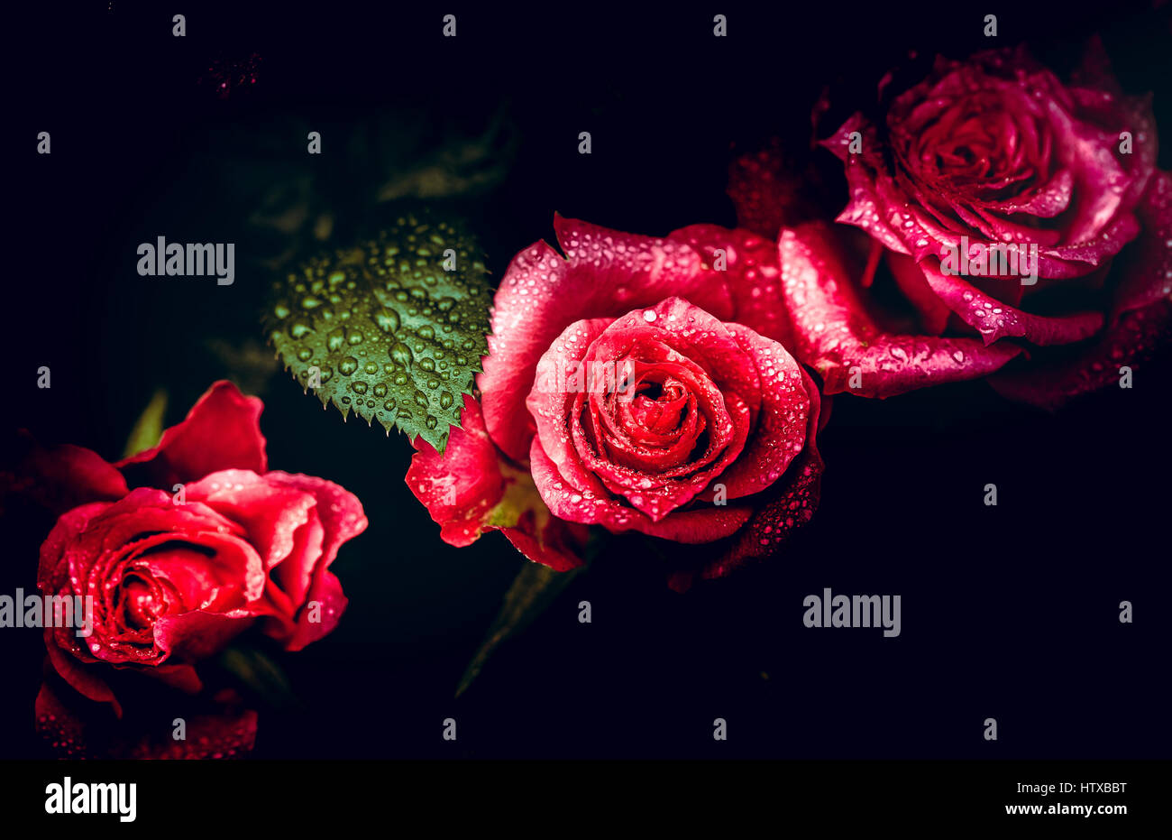 Rose flower highlight Stock Photo - Alamy