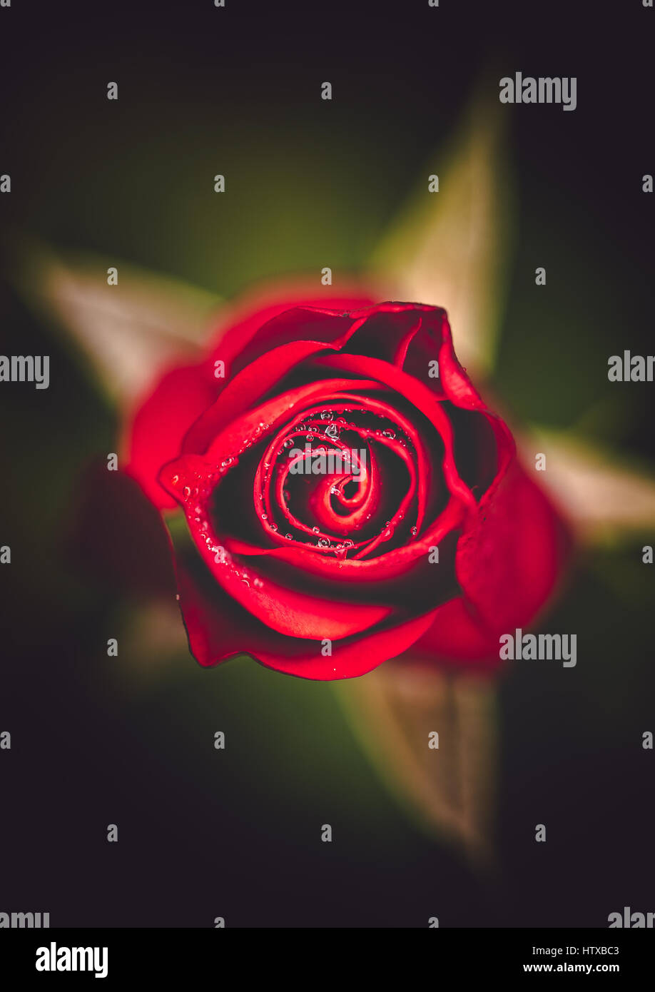 Rose flower highlight Stock Photo - Alamy
