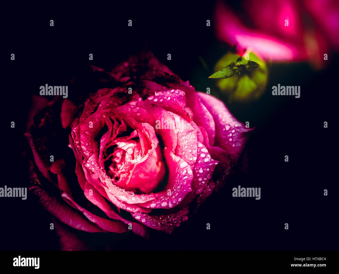 Rose flower highlight Stock Photo - Alamy