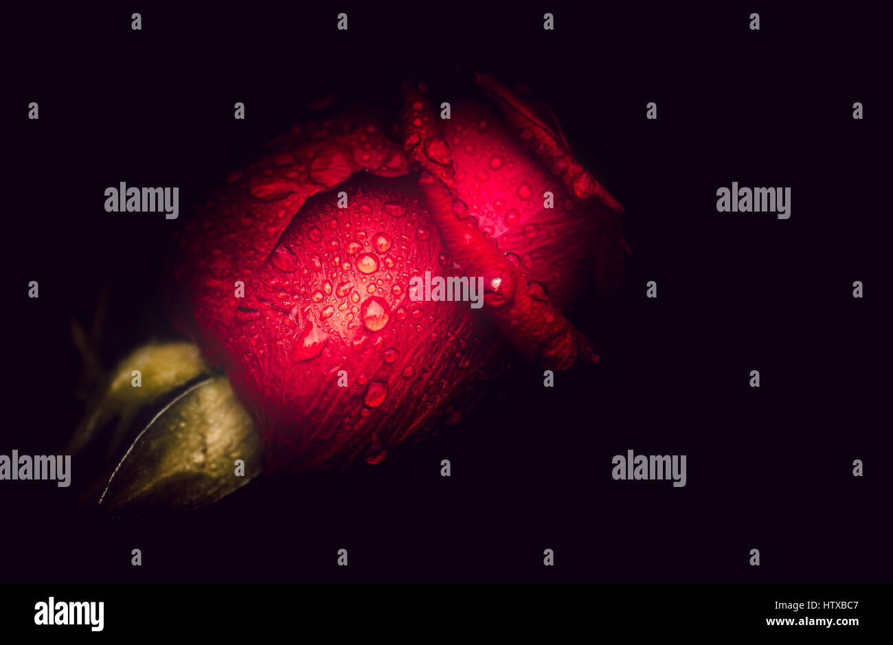 Rose flower highlight Stock Photo - Alamy