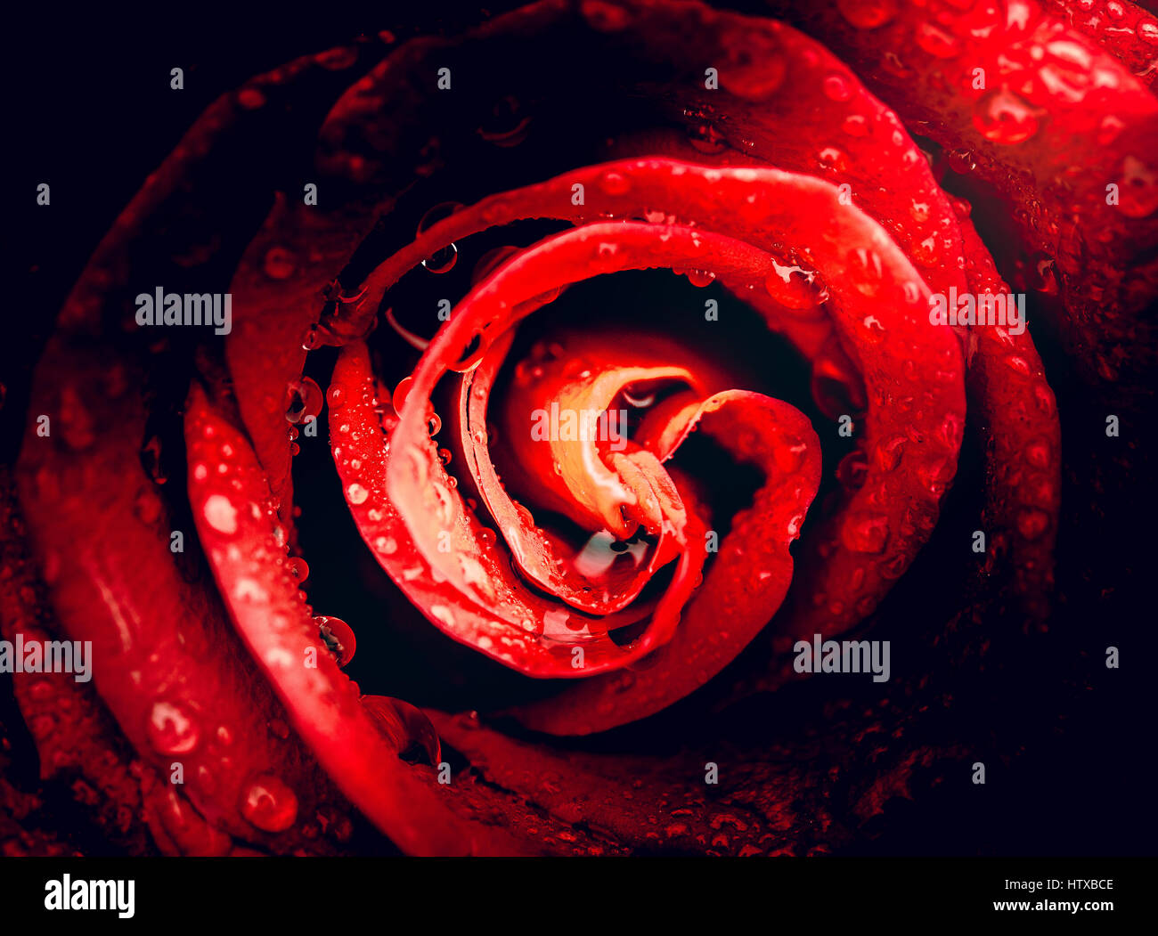 Rose flower highlight Stock Photo - Alamy
