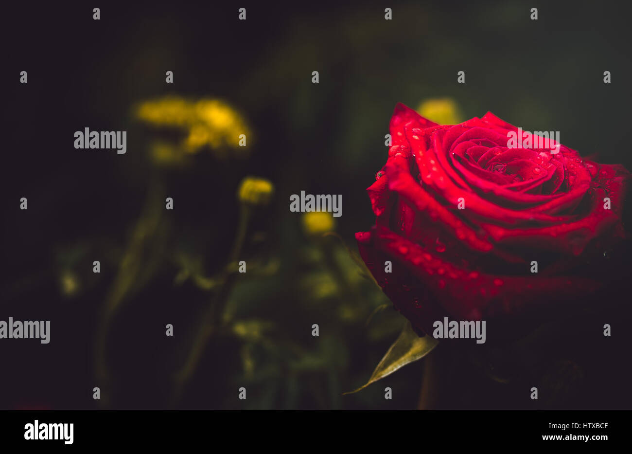 Rose flower highlight Stock Photo - Alamy