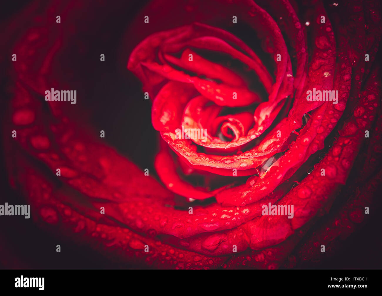 Rose flower highlight Stock Photo - Alamy