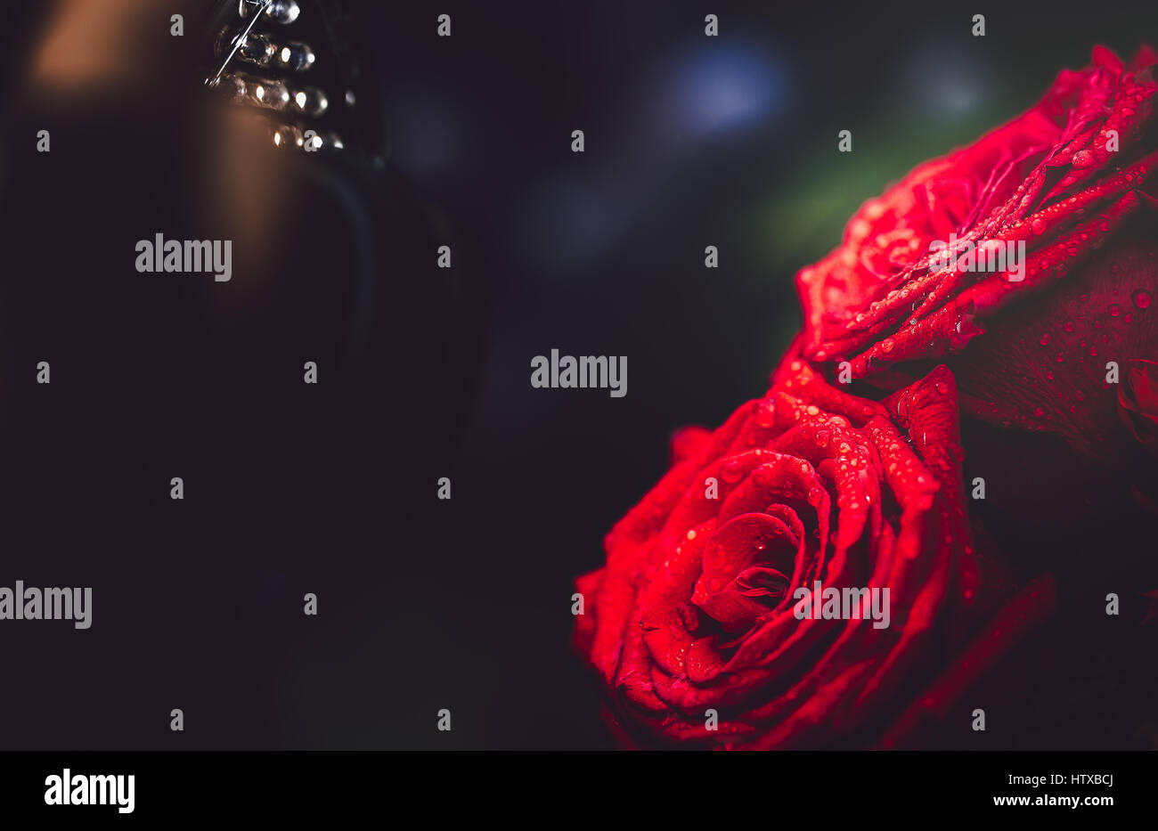 Rose flower highlight Stock Photo - Alamy