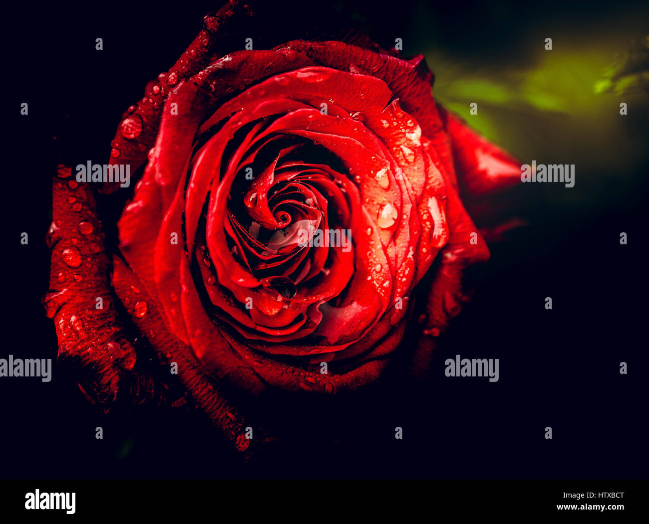 Rose flower highlight Stock Photo - Alamy