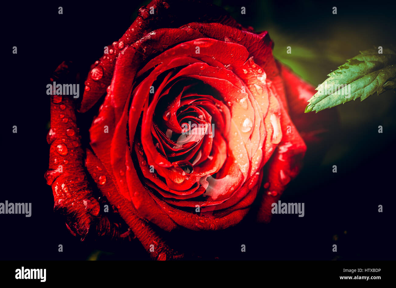 Rose flower highlight Stock Photo - Alamy