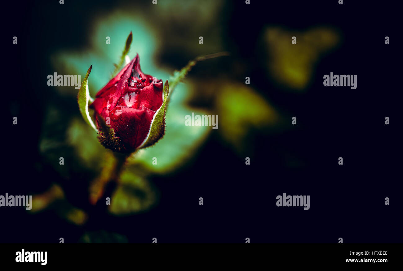 Rose flower highlight Stock Photo - Alamy