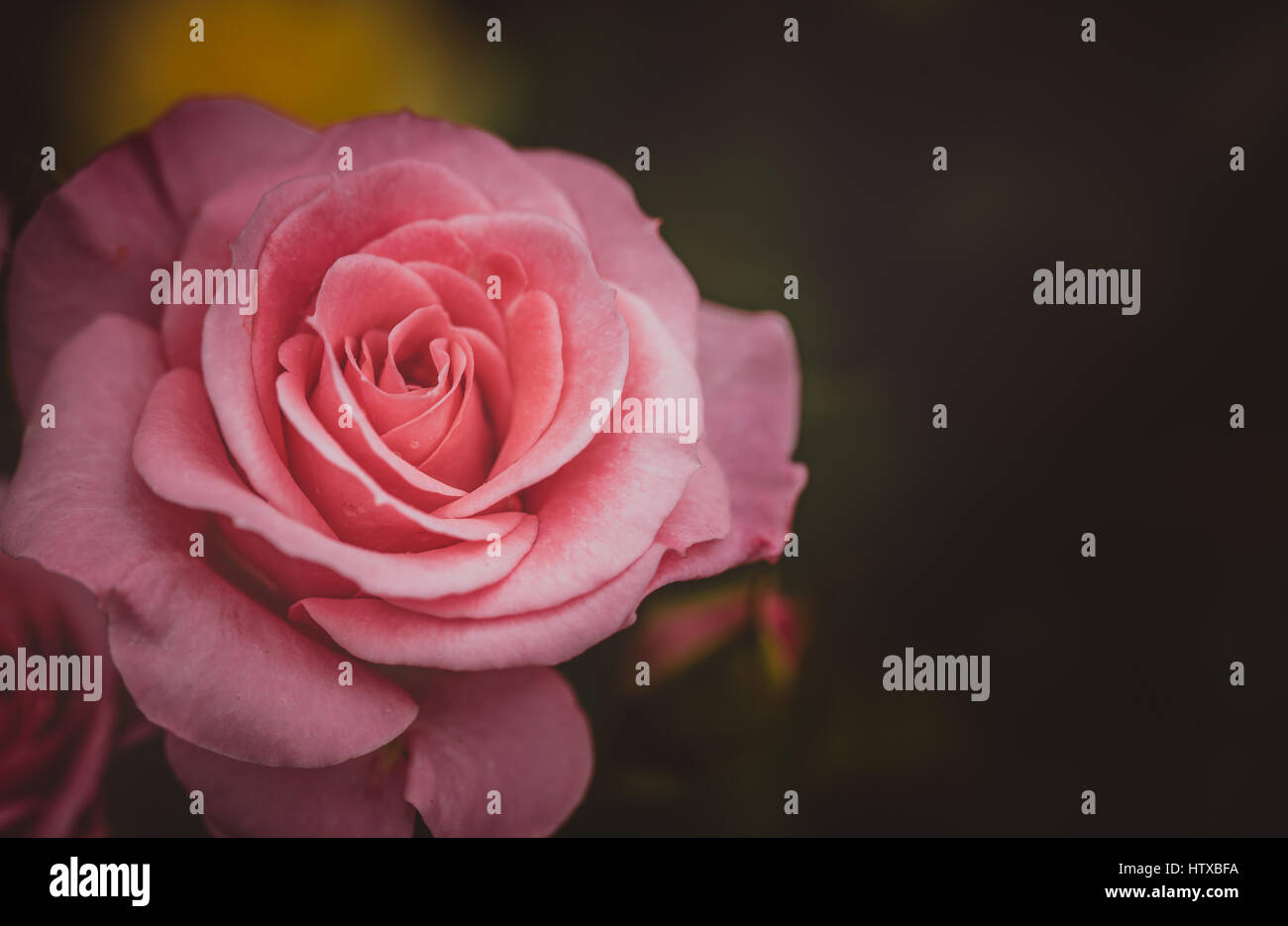 Rose flower highlight Stock Photo - Alamy