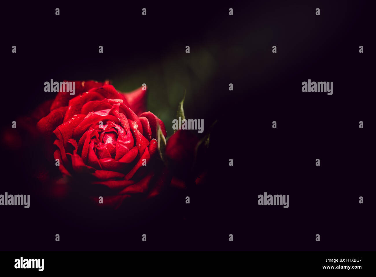 Rose flower highlight Stock Photo - Alamy