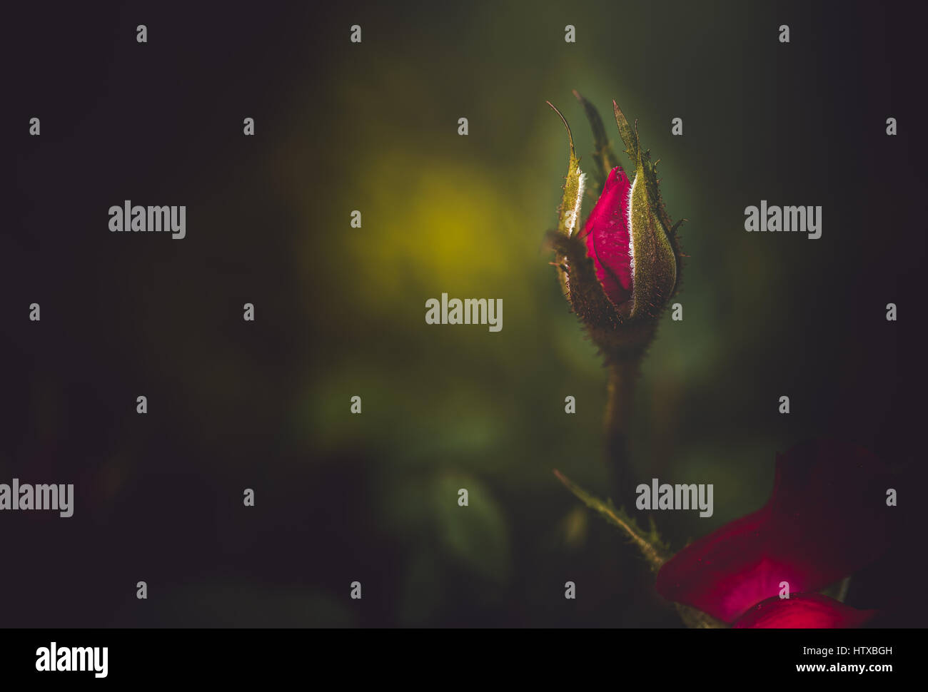 Rose flower highlight Stock Photo - Alamy