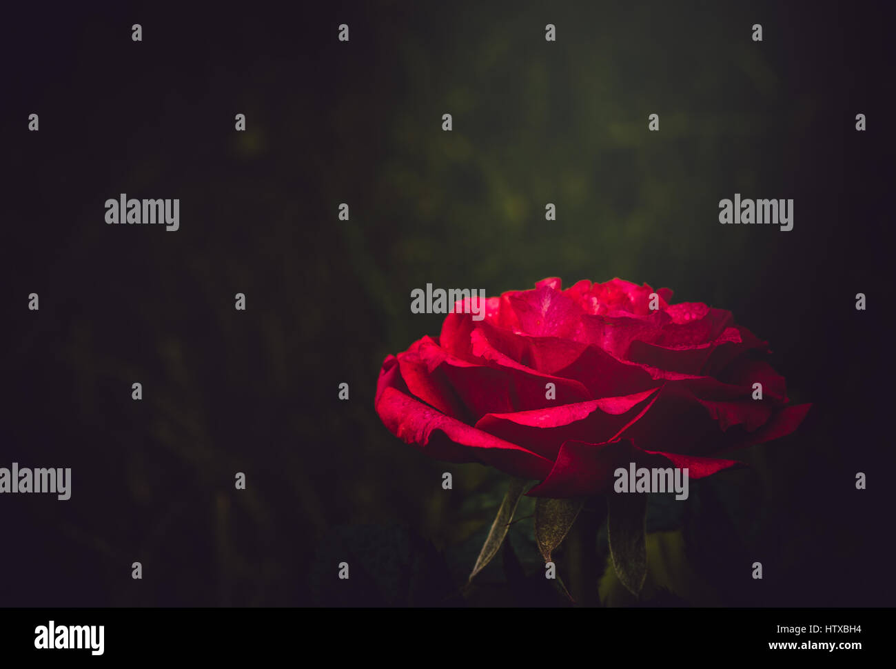 Rose flower highlight Stock Photo - Alamy