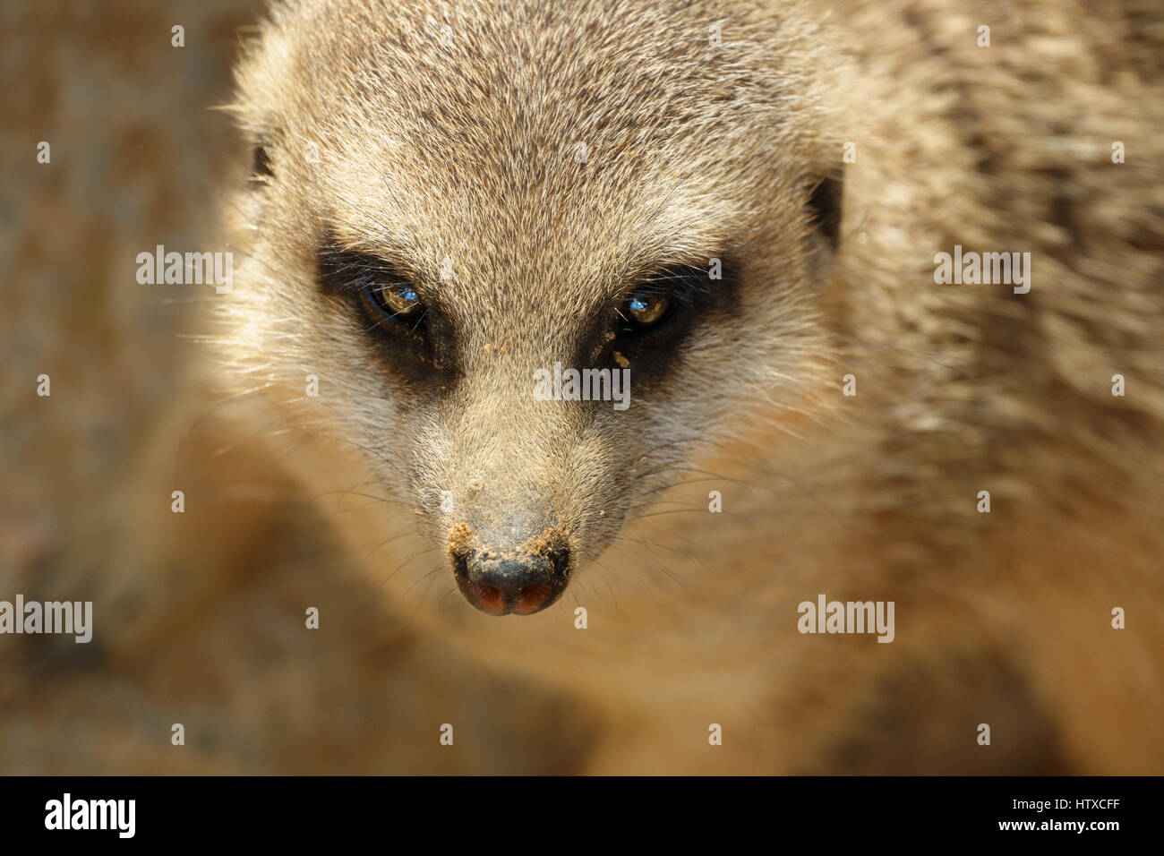 Closeup of suricata suricatta face Stock Photo - Alamy