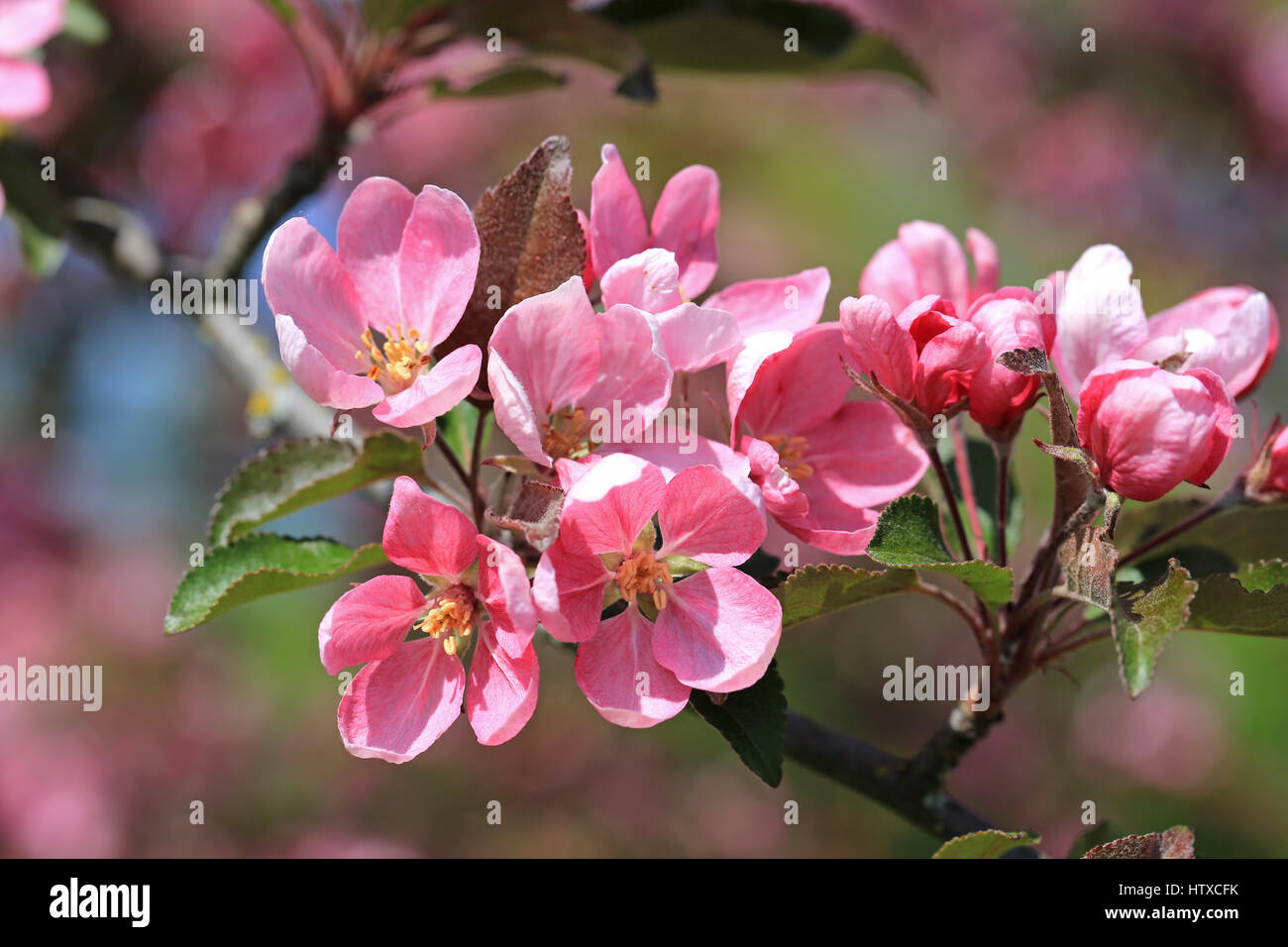 Pink apple tree hi-res stock photography and images - Alamy