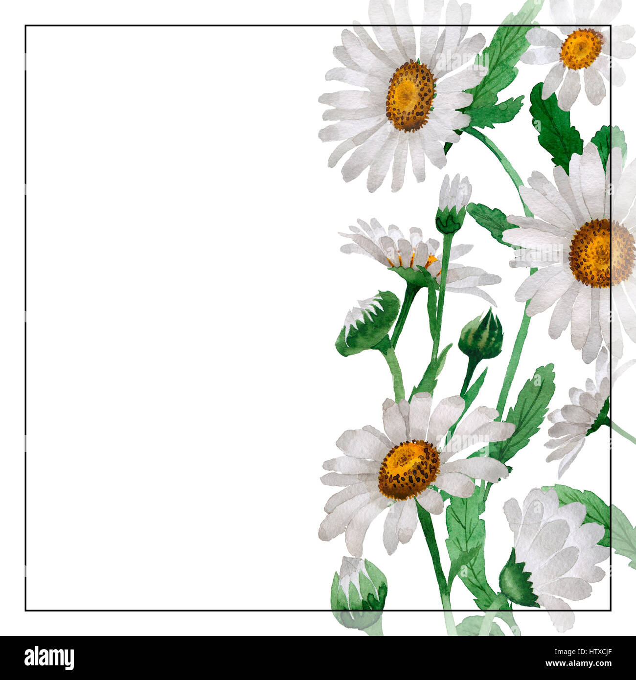Wildflower chamomile flower frame in a watercolor style isolated Stock ...