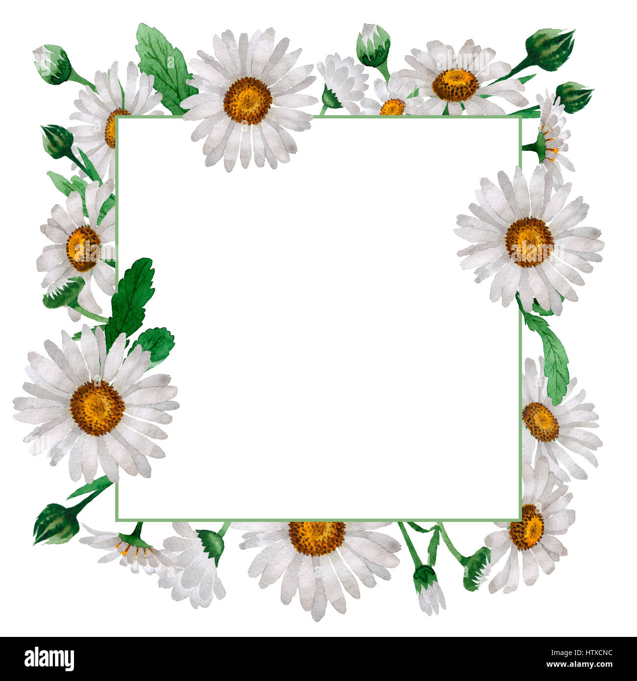 Wildflower chamomile flower frame in a watercolor style isolated Stock ...