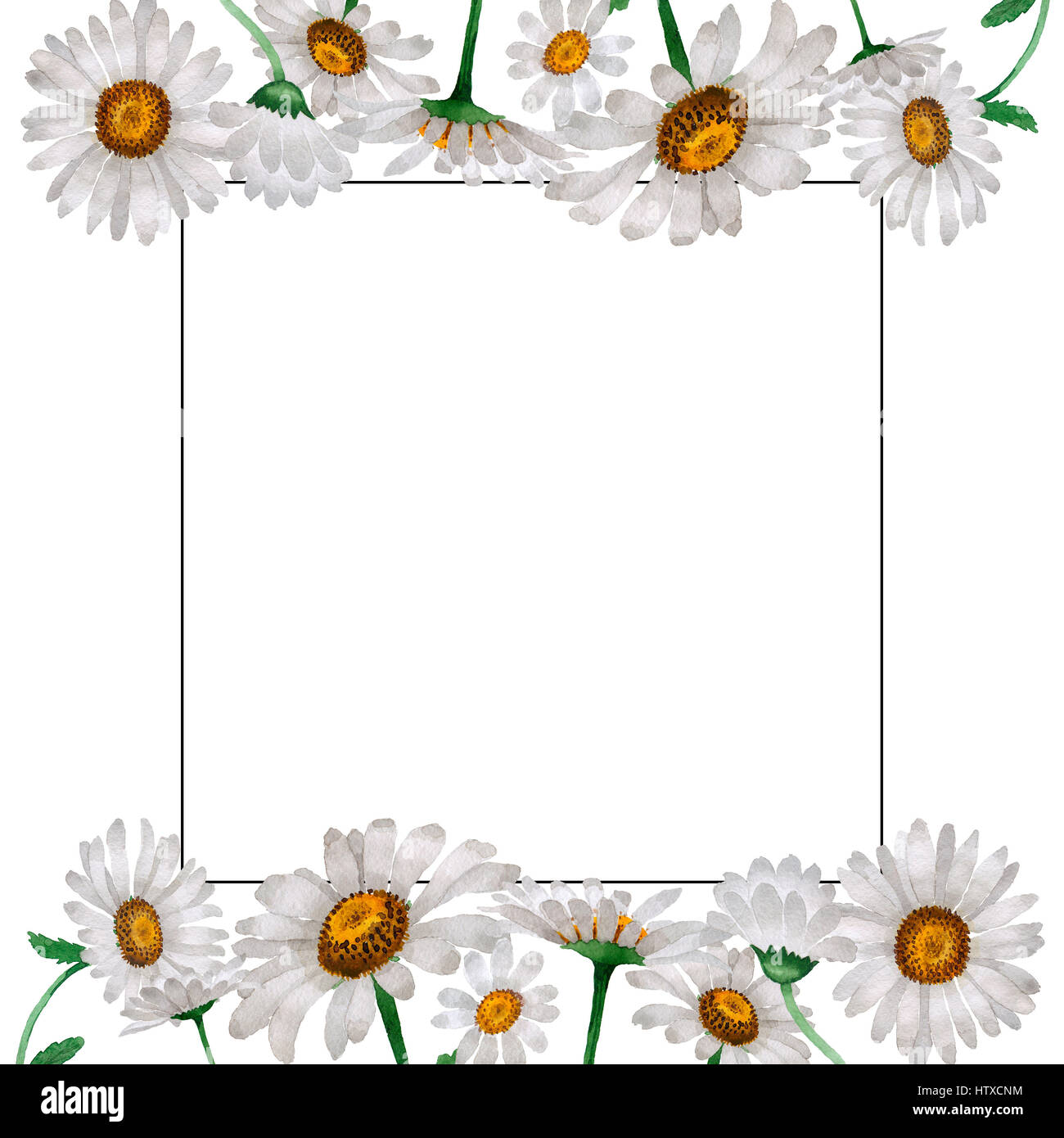 Wildflower chamomile flower frame in a watercolor style isolated Stock ...
