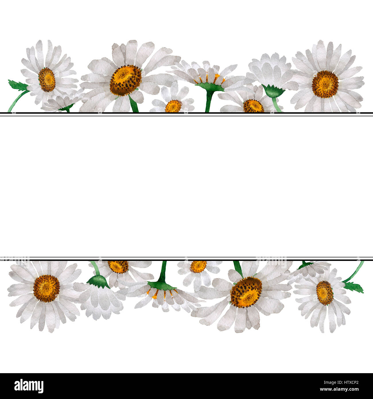 Wildflower chamomile flower frame in a watercolor style isolated Stock ...