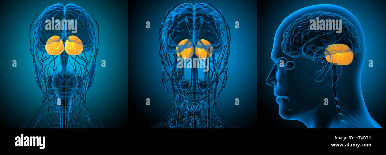 3d rendering medical illustration of the human brain cerebrum Stock ...