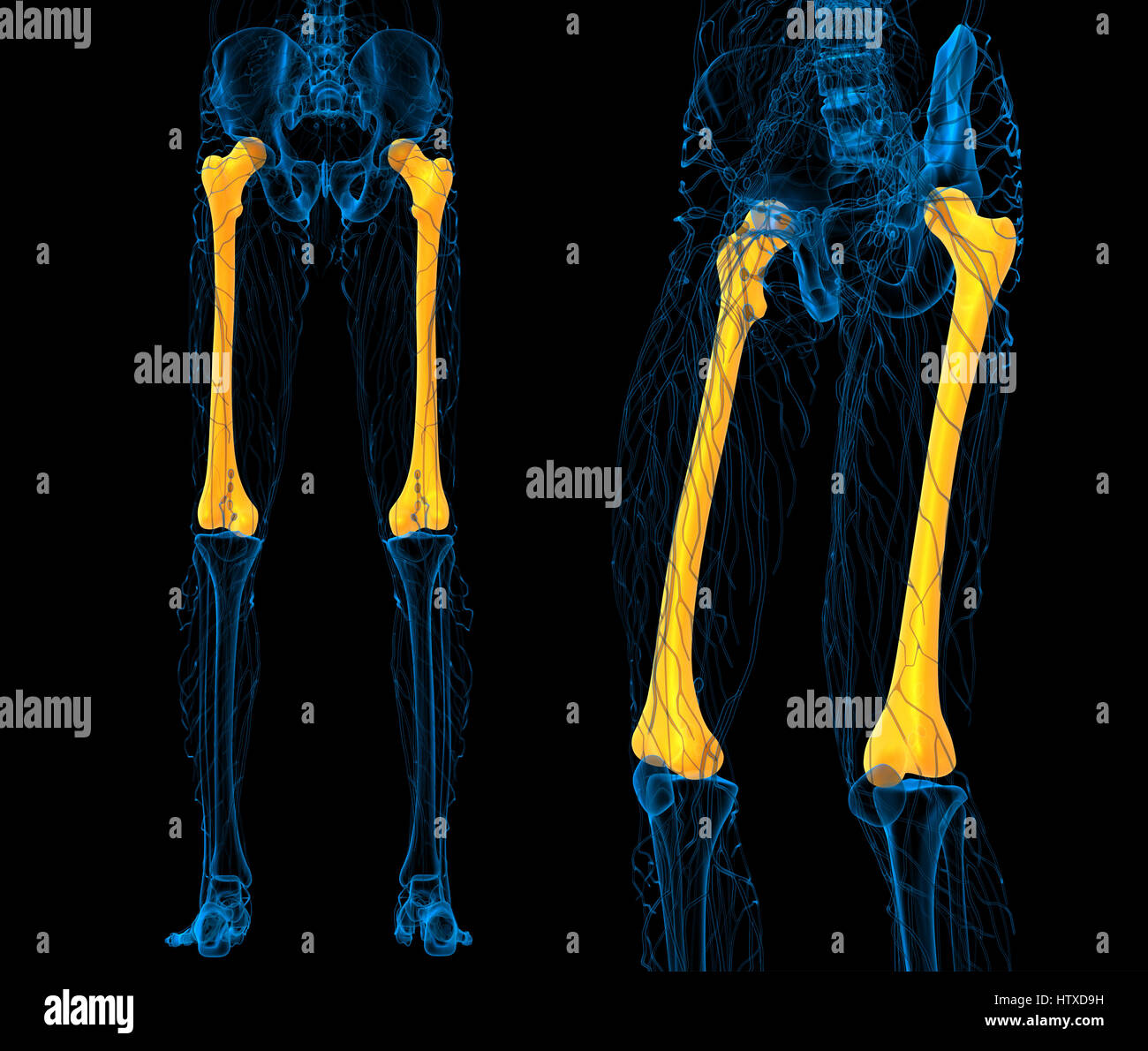 3d rendering medical illustration of the femur bone Stock Photo - Alamy