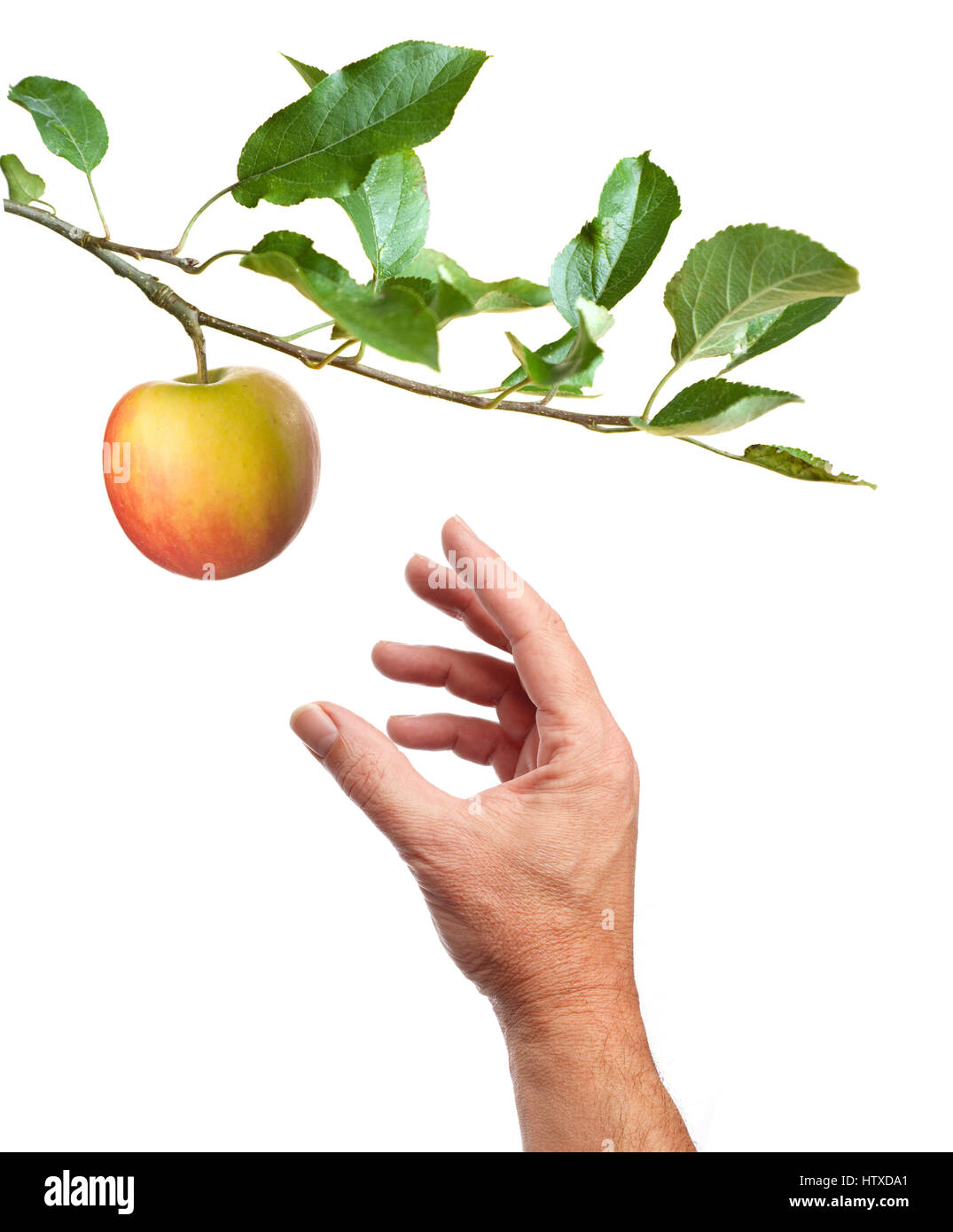 Picking an apple. Male hand is reaching for an apple. Isolated on white ...