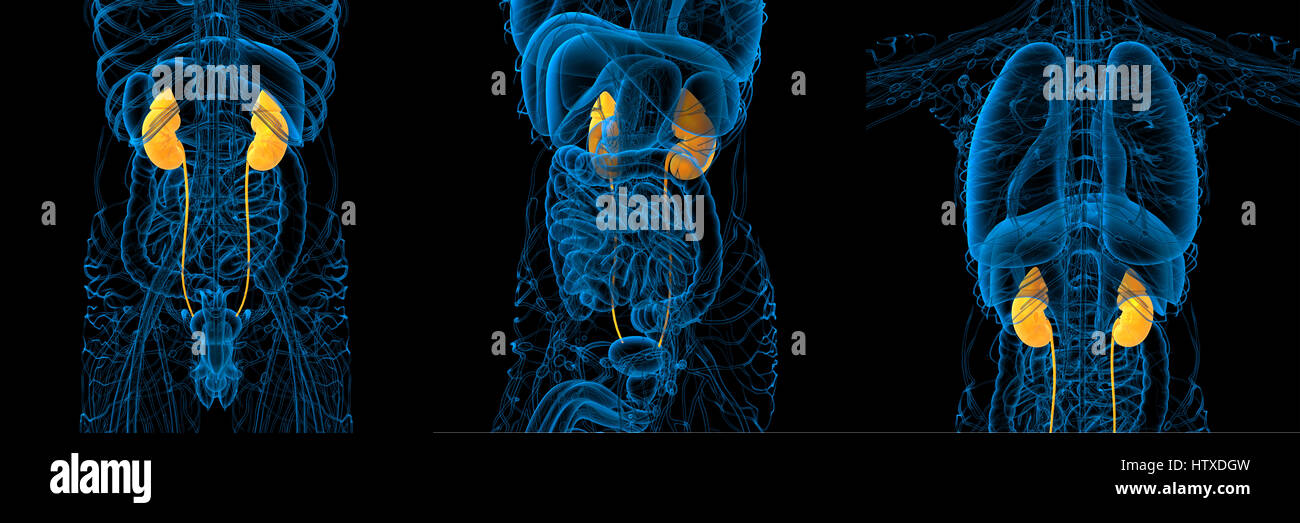 3d rendering medical illustration of the human kidney Stock Photo - Alamy