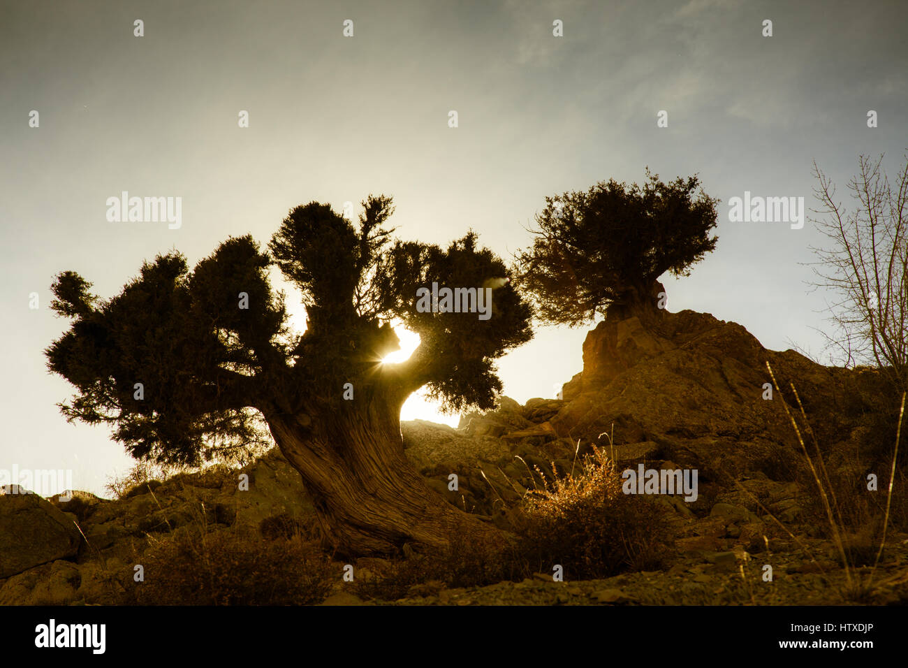 African oak tree hi-res stock photography and images - Alamy