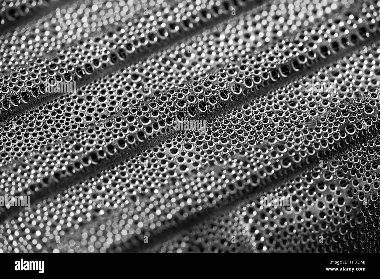 Water droplets, condensation. Bubbles VERY close up. Abstract black and ...
