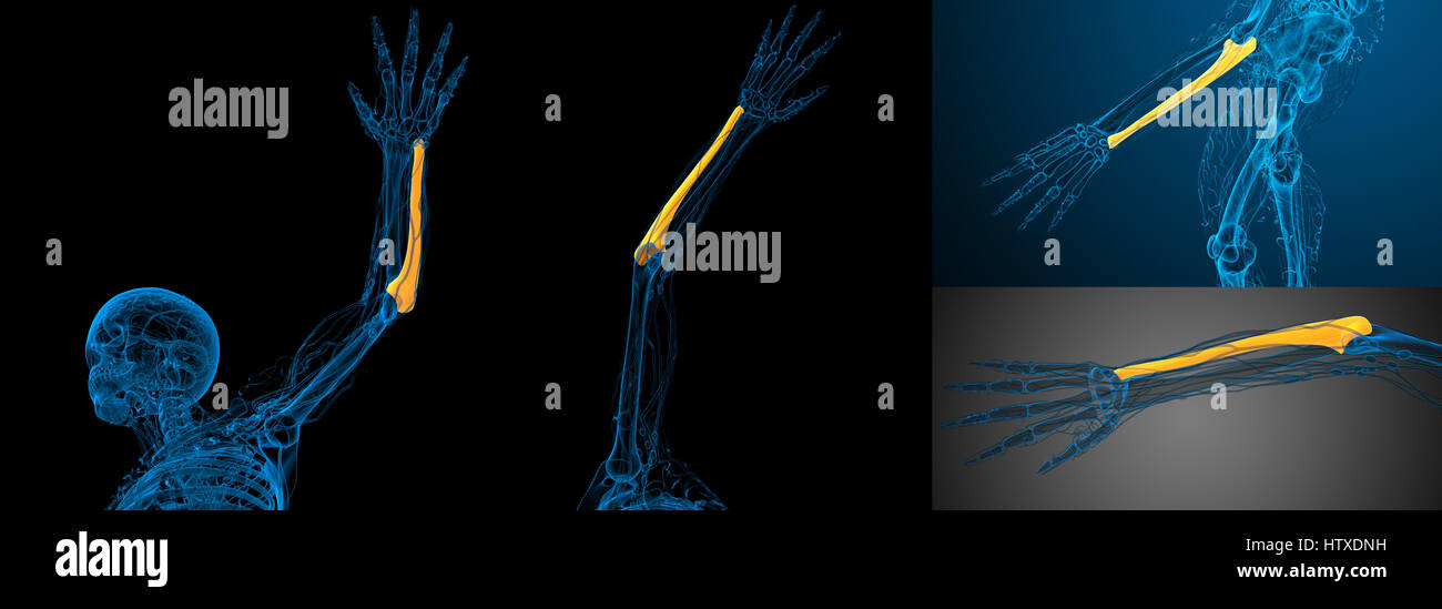 3d rendering medical illustration of the ulna bone Stock Photo - Alamy