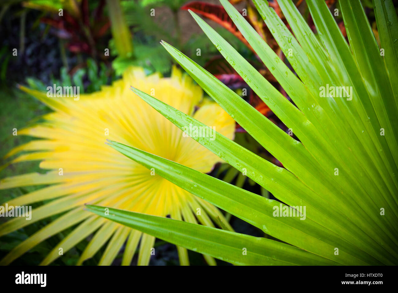 Diagonal Lines In Nature