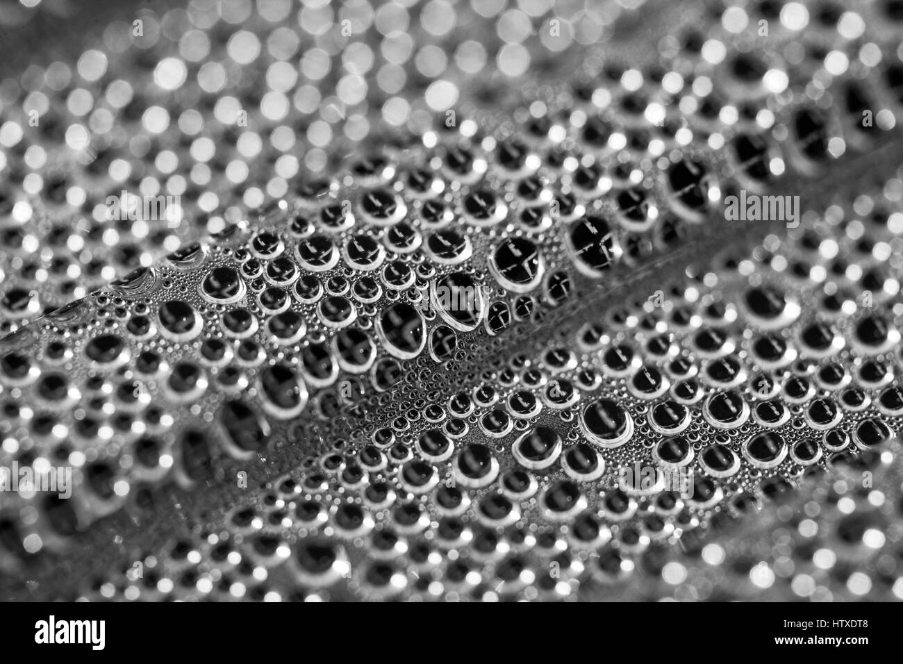 Water droplets. Condensation. Bubbles. VERY close up. Abstract black ...