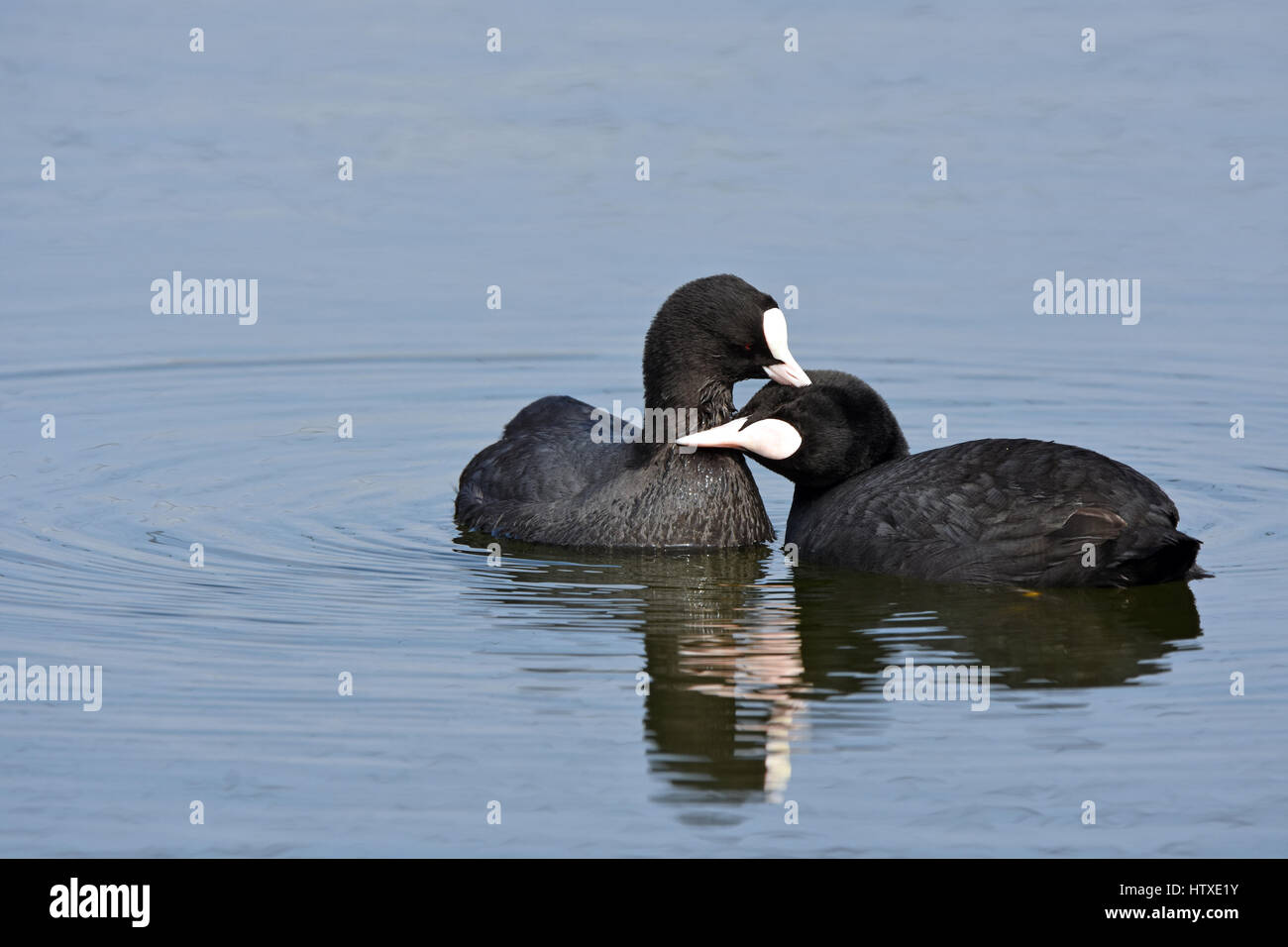 Coots couple birds hi-res stock photography and images - Alamy