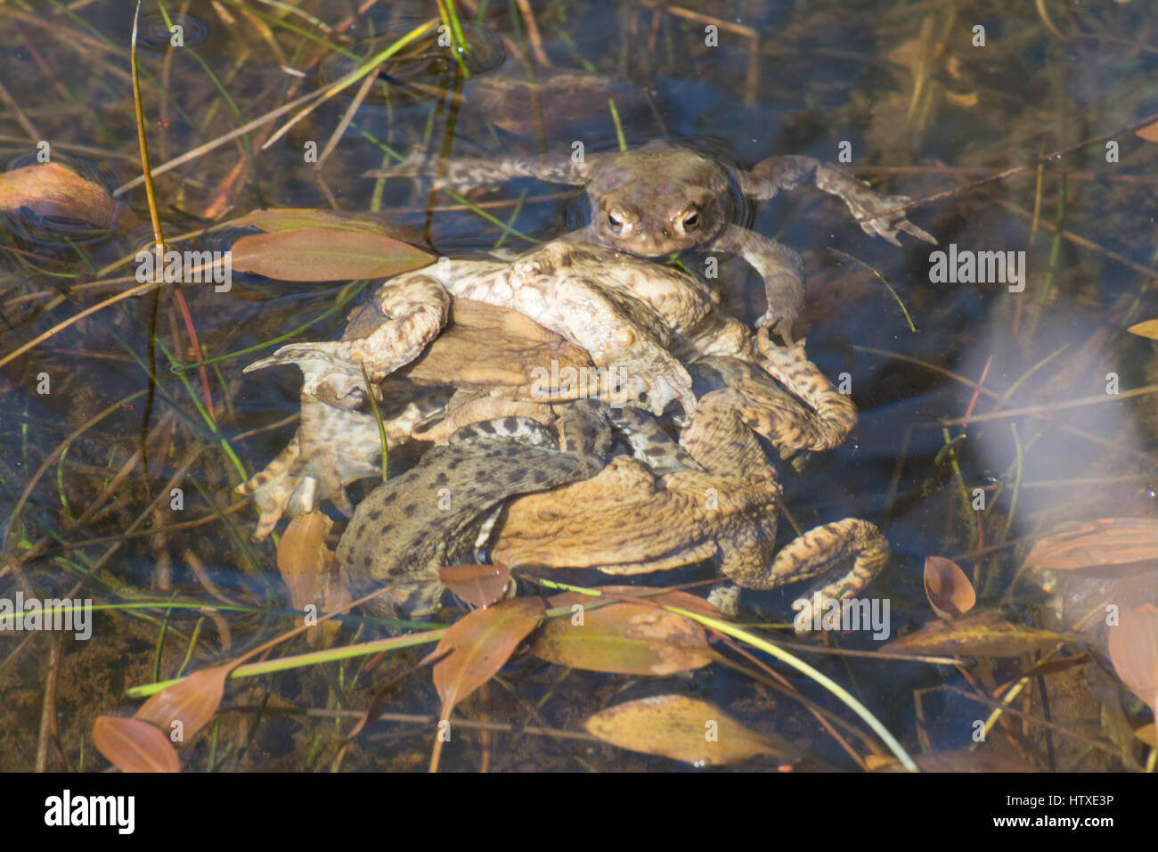 Common toad breeding pond hi-res stock photography and images - Alamy