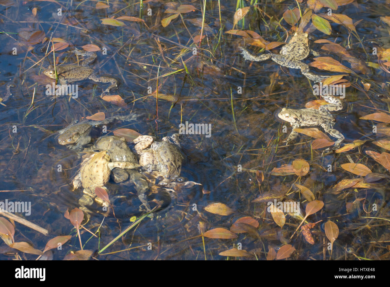 Toads mating in water hi-res stock photography and images - Alamy