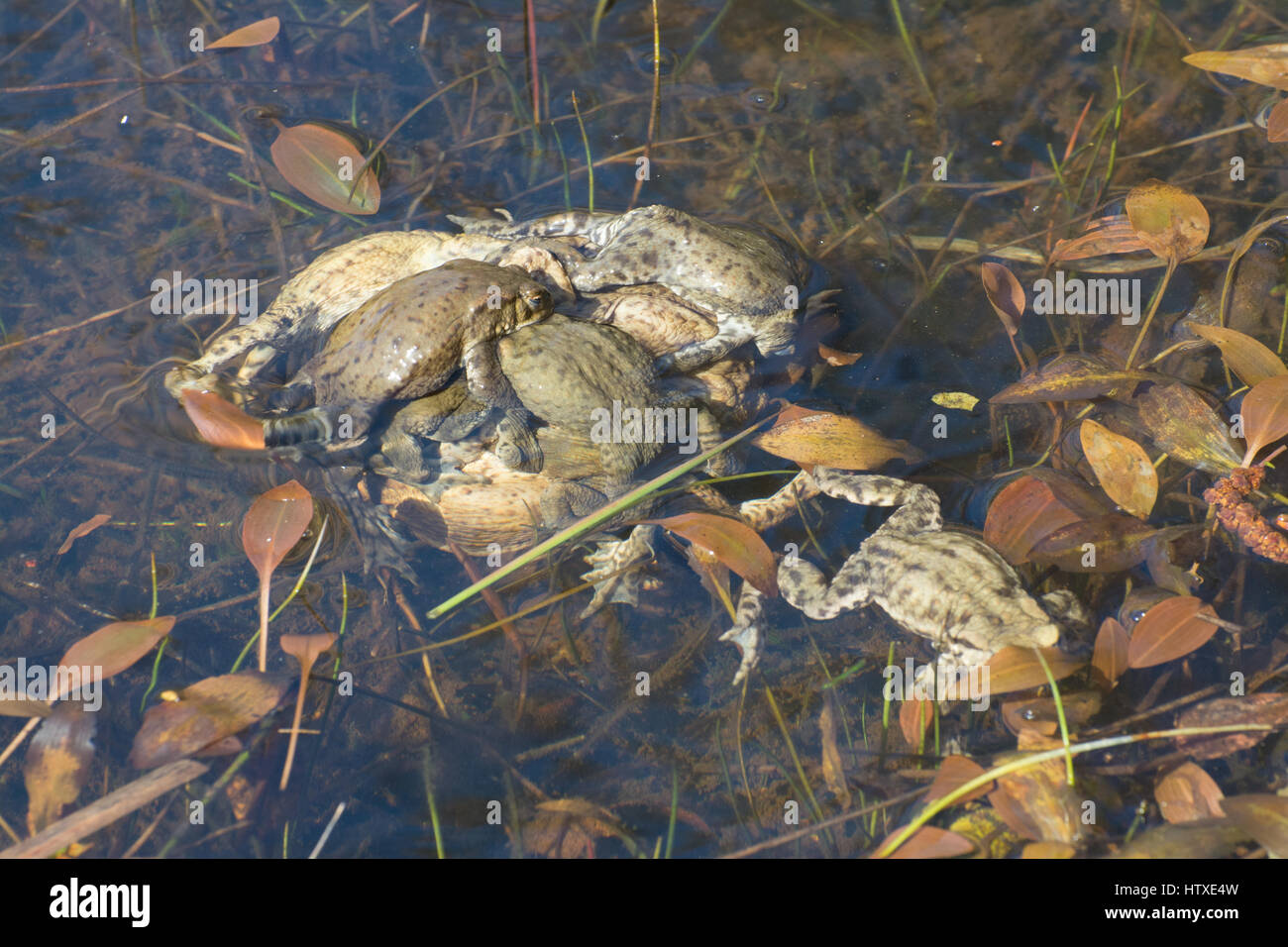 Toads mating in water hi-res stock photography and images - Alamy