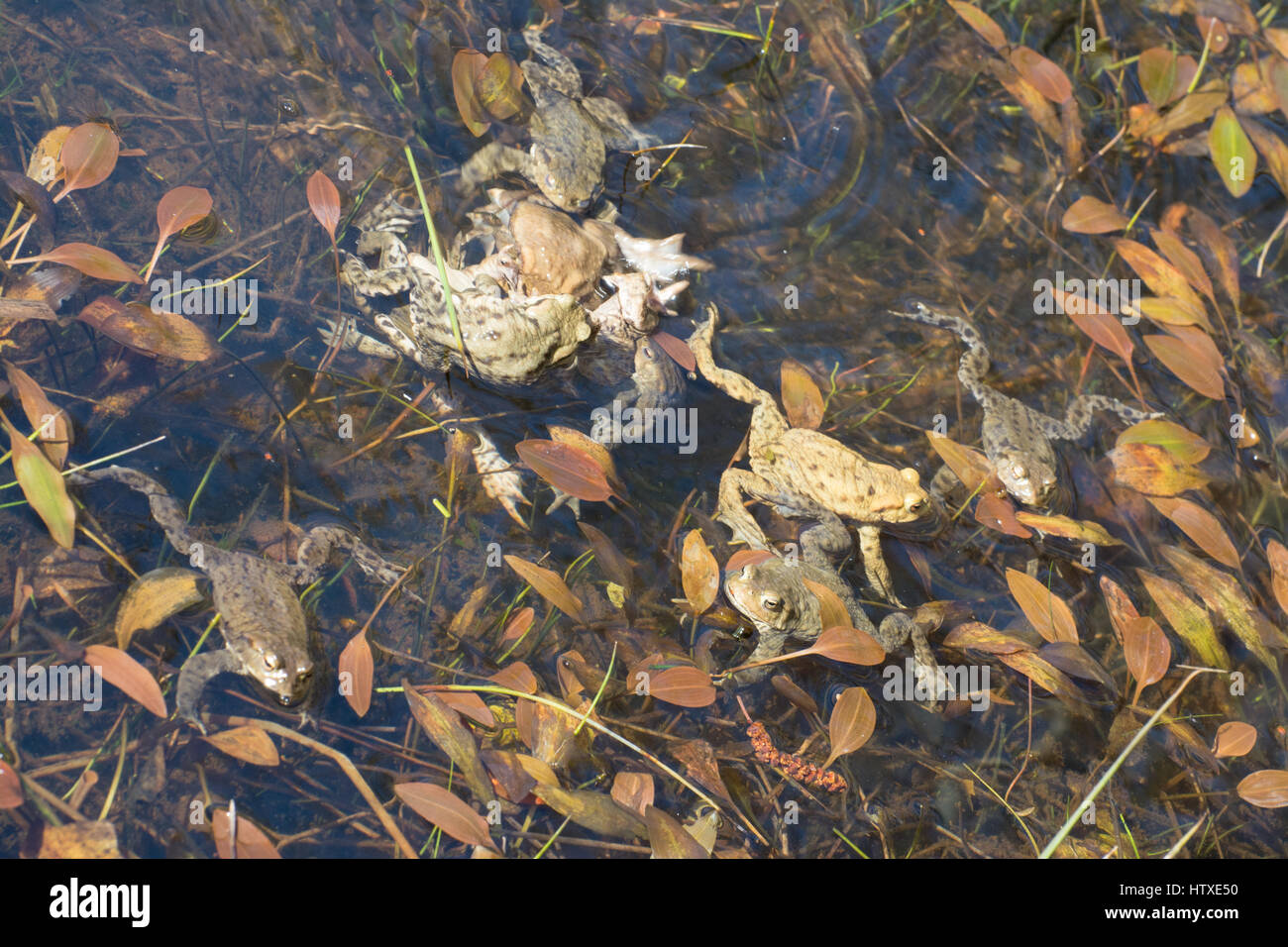 Toads mating in water hi-res stock photography and images - Alamy