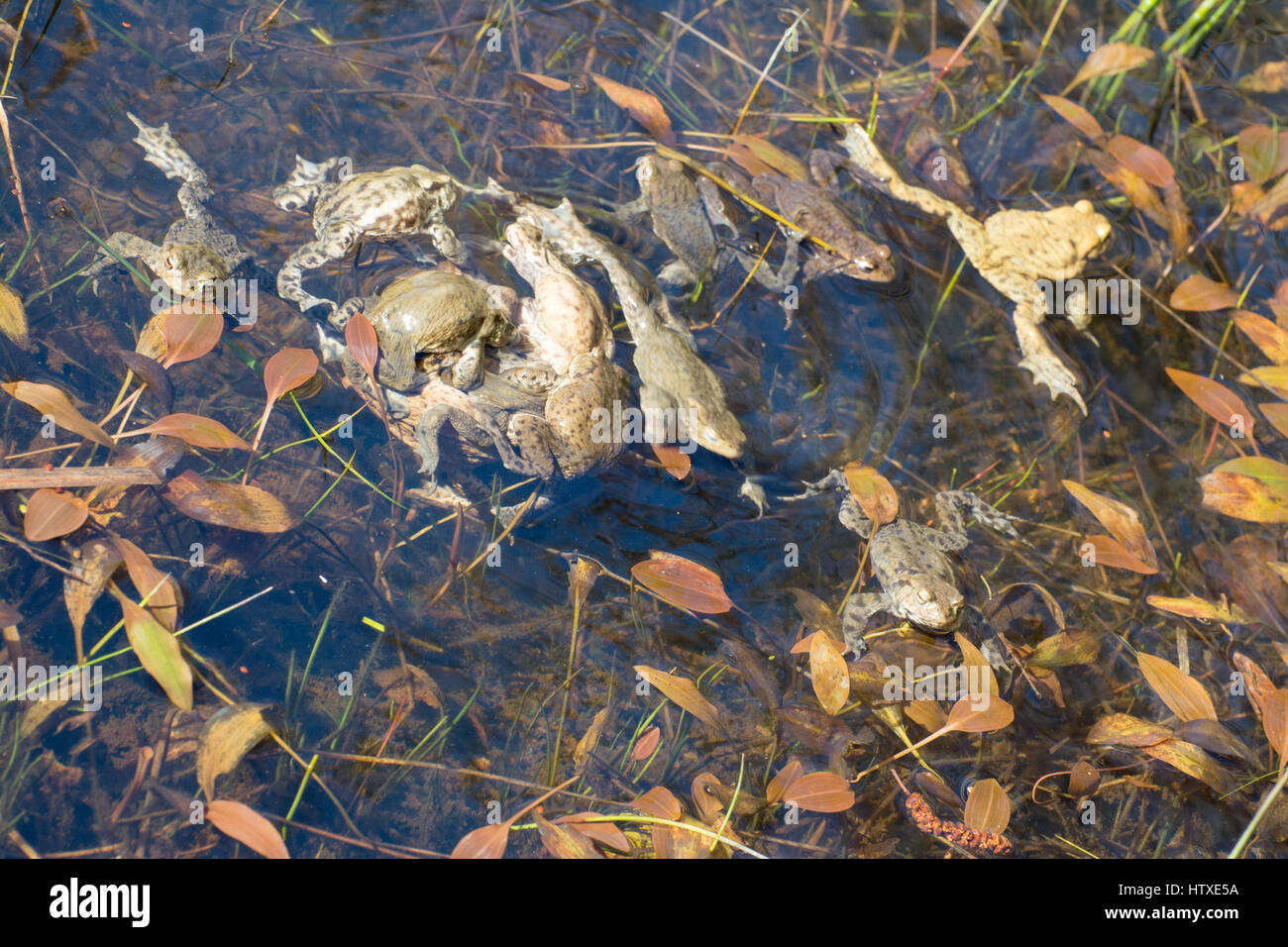 Toads mating in water hi-res stock photography and images - Alamy