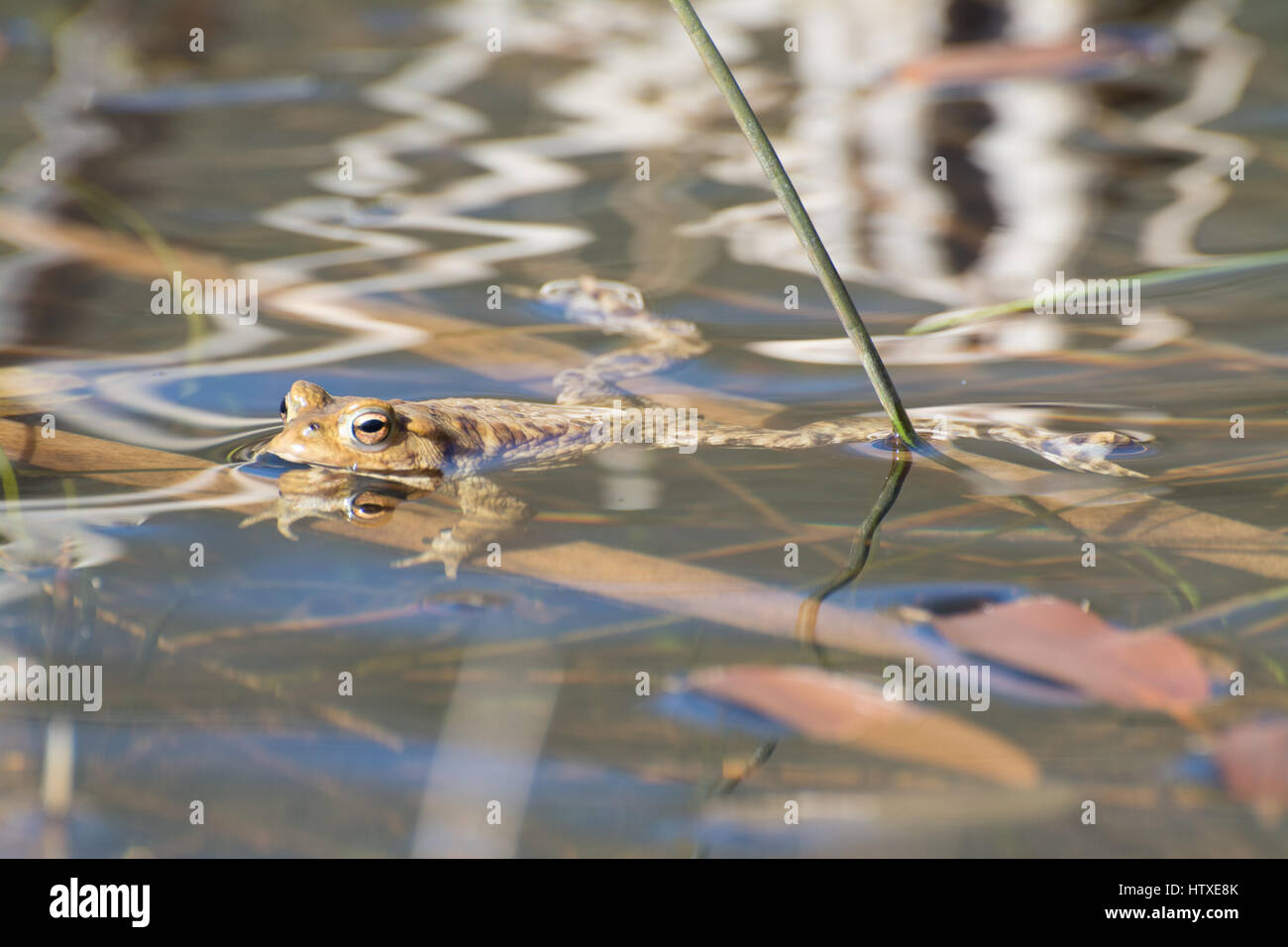 Toad in water uk hi-res stock photography and images - Alamy