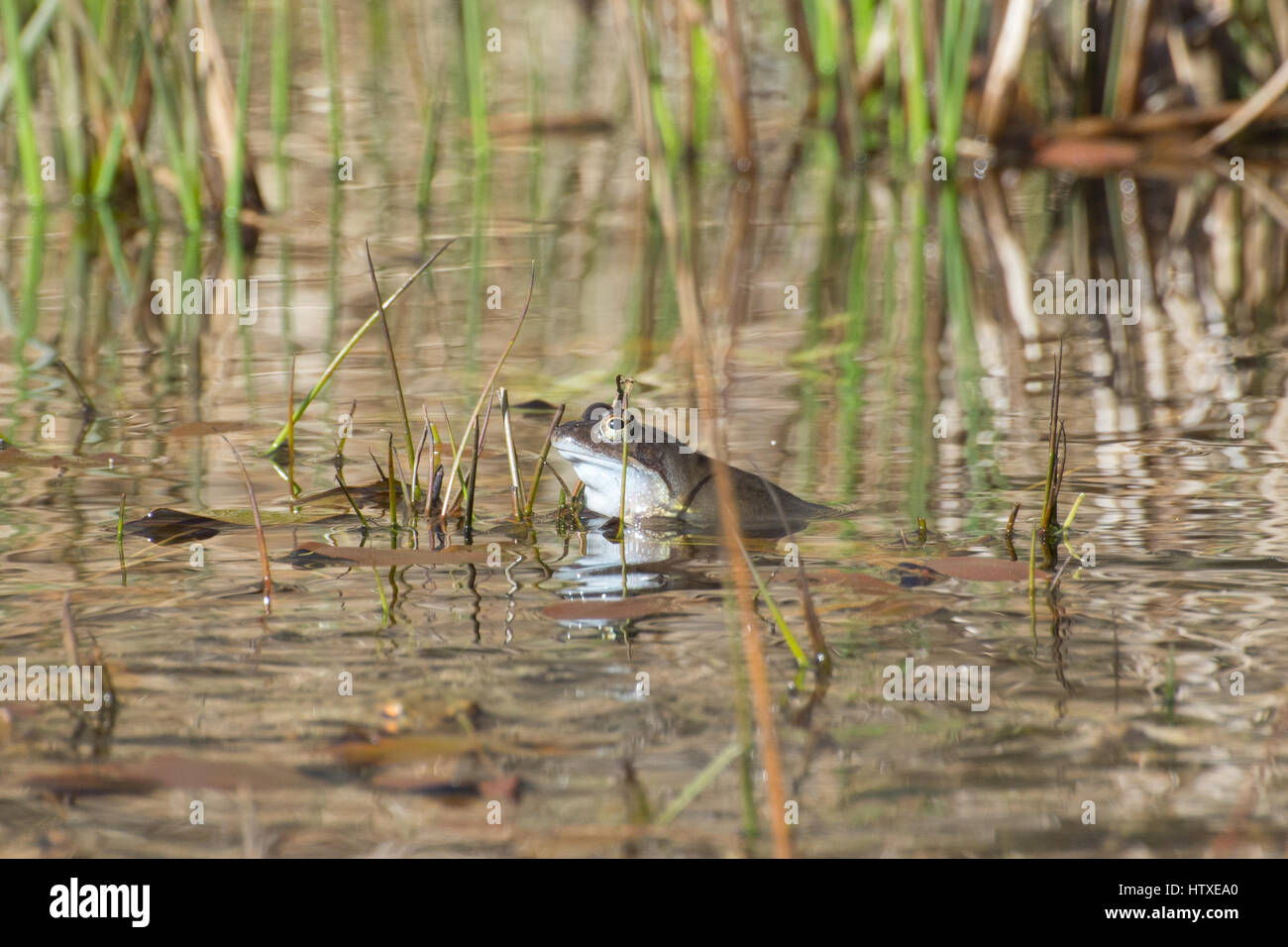 Male frog (Rana temporaria) in breeding pond in Spring Stock Photo - Alamy