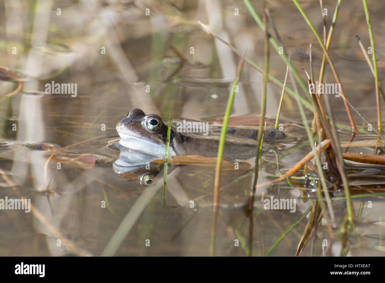 Pondlife frog hi-res stock photography and images - Alamy