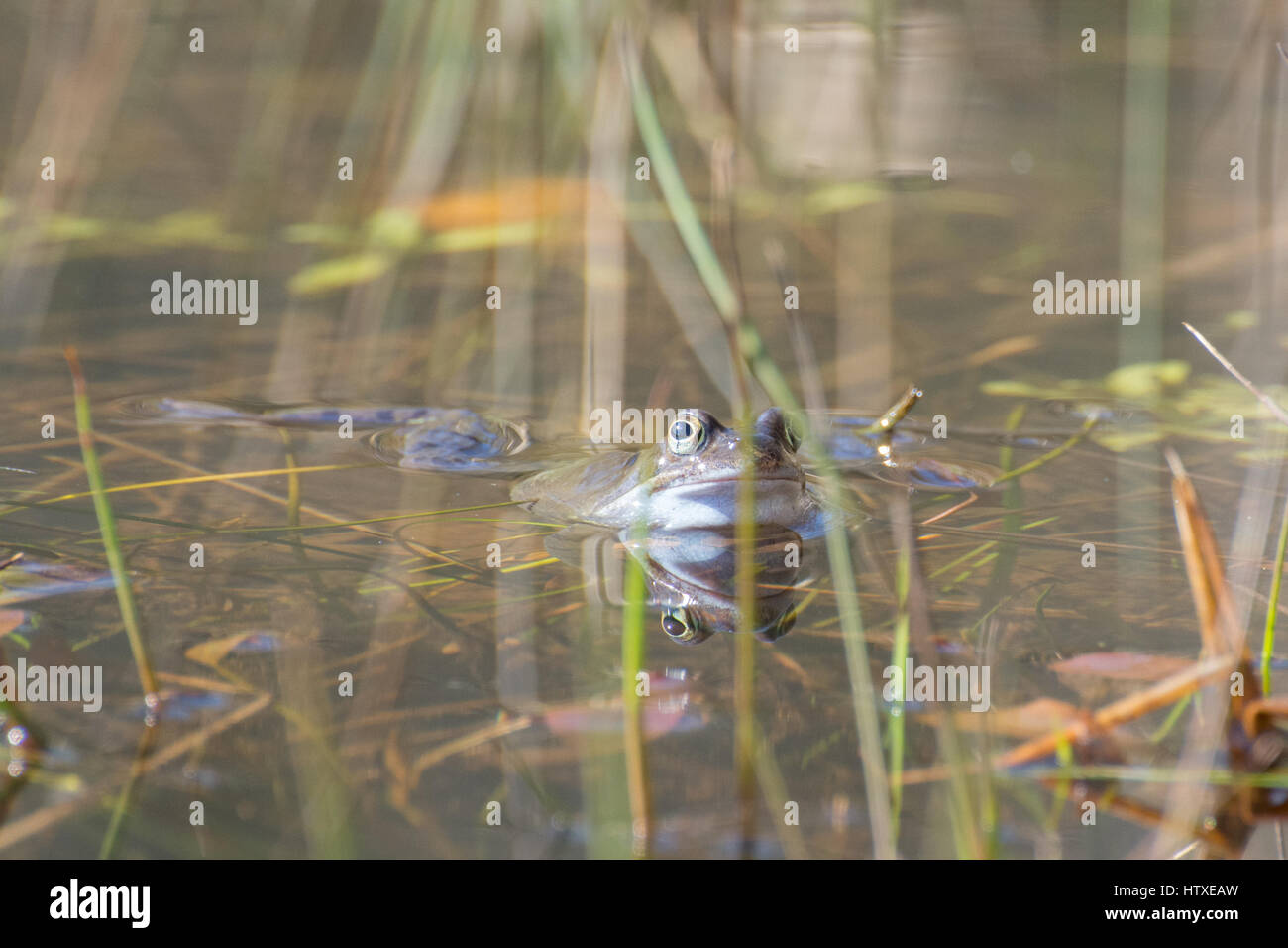 Male rana temporaria hi-res stock photography and images - Alamy