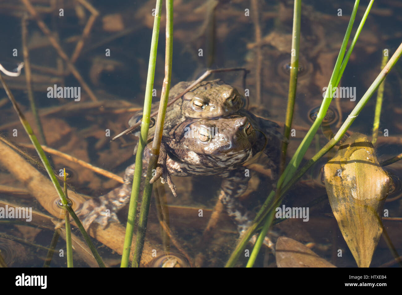 Common Toads High Resolution Stock Photography and Images - Alamy