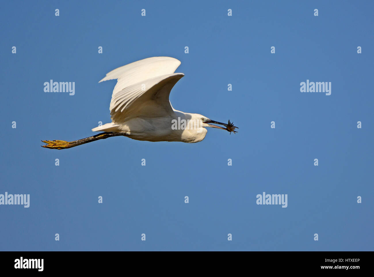 Little egret fly with fish Stock Photo - Alamy