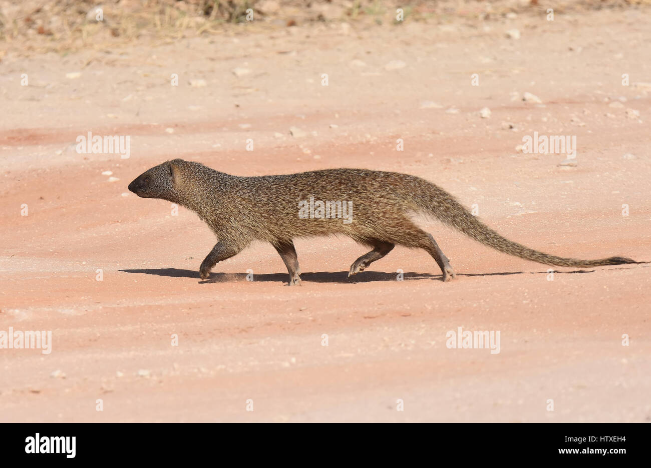 Mongoose eyes hi-res stock photography and images - Alamy