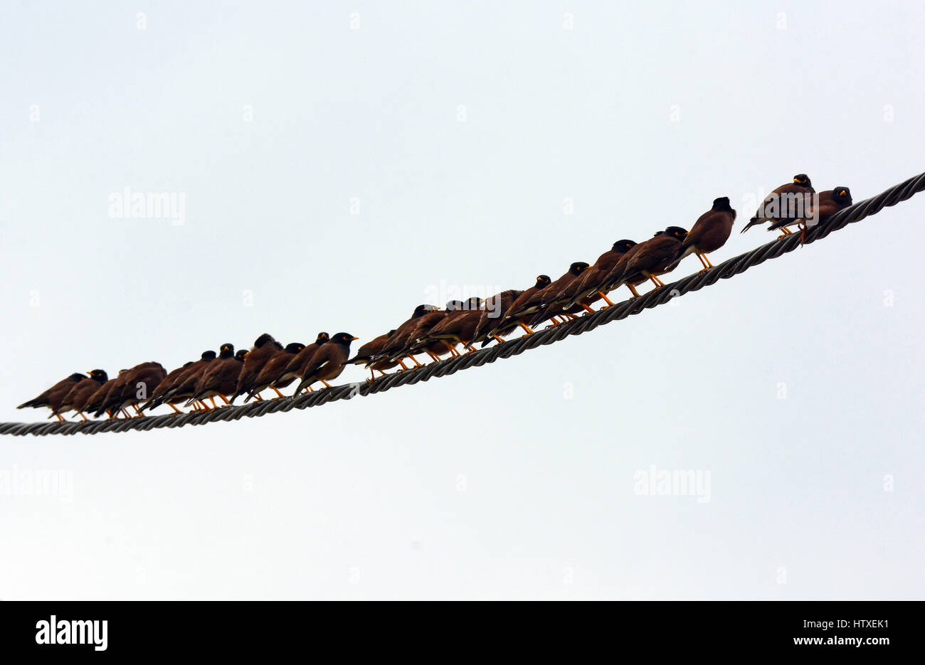 Mynah birds group passerine birds hi-res stock photography and images ...